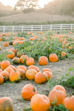 Pumpkin Patch Fun for Everyone — Hello Rascal Kids