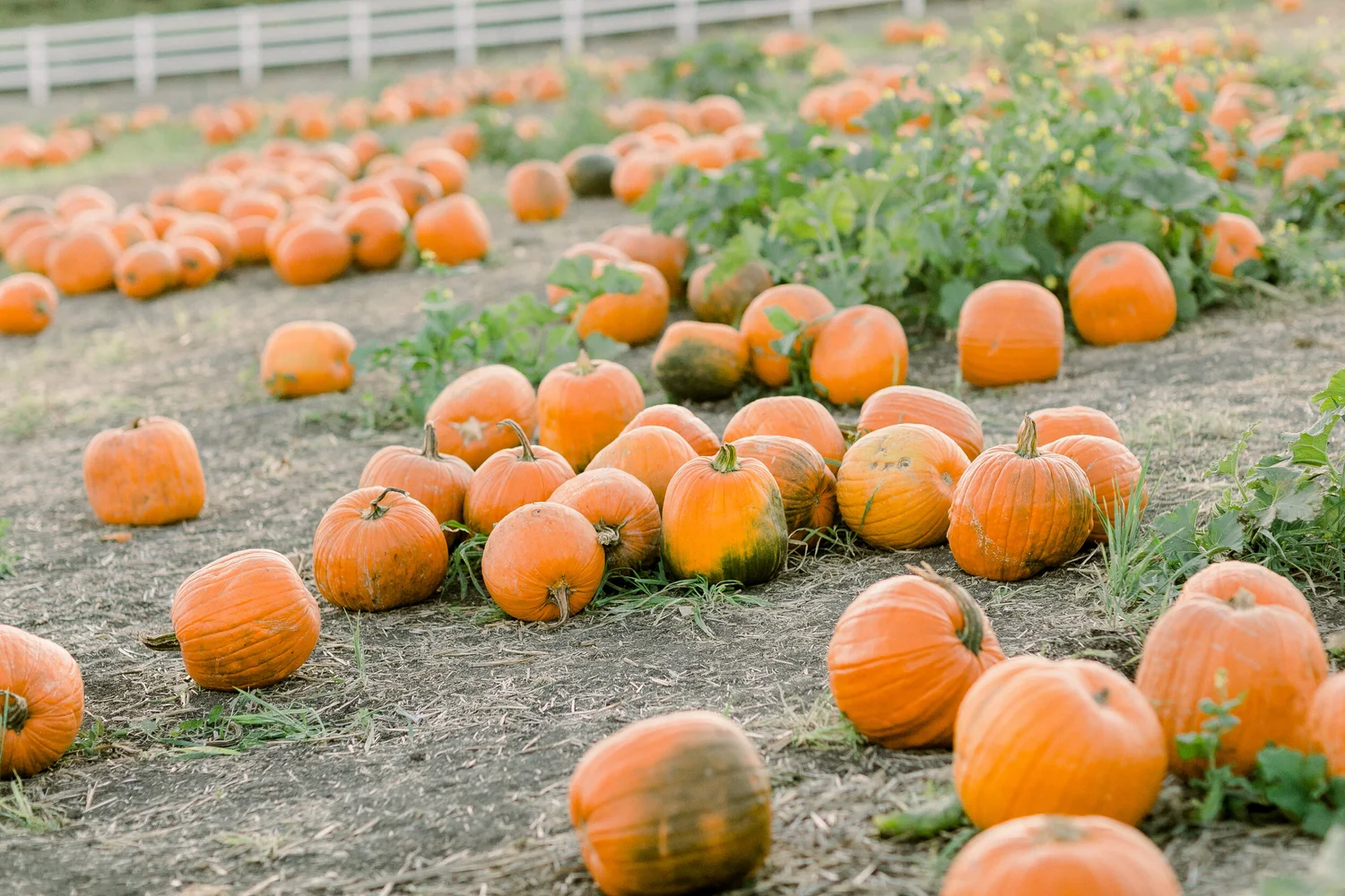 Pumpkin Patch Fun for Everyone — Hello Rascal Kids
