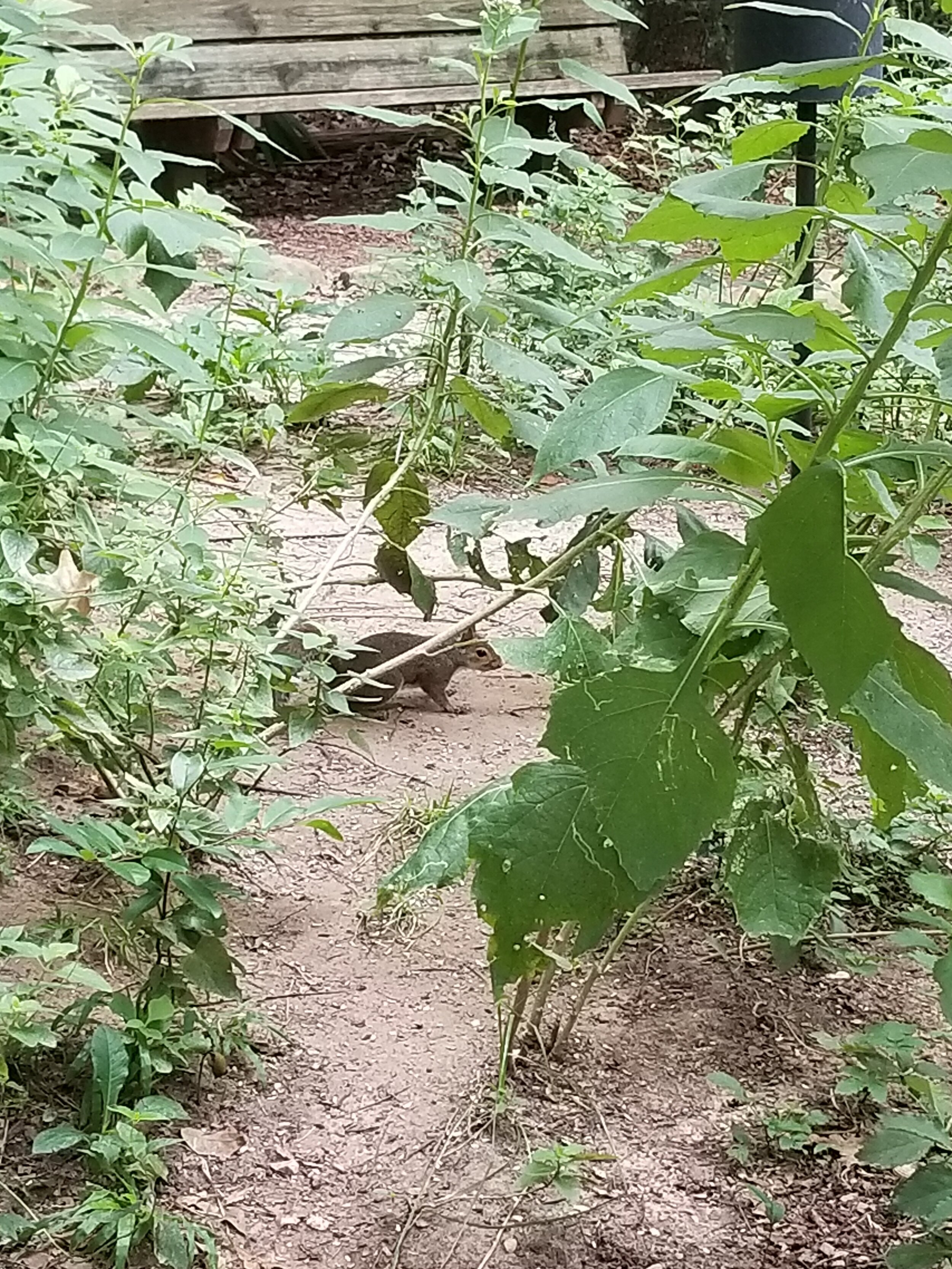 Nature in the City — Hello Rascal Kids