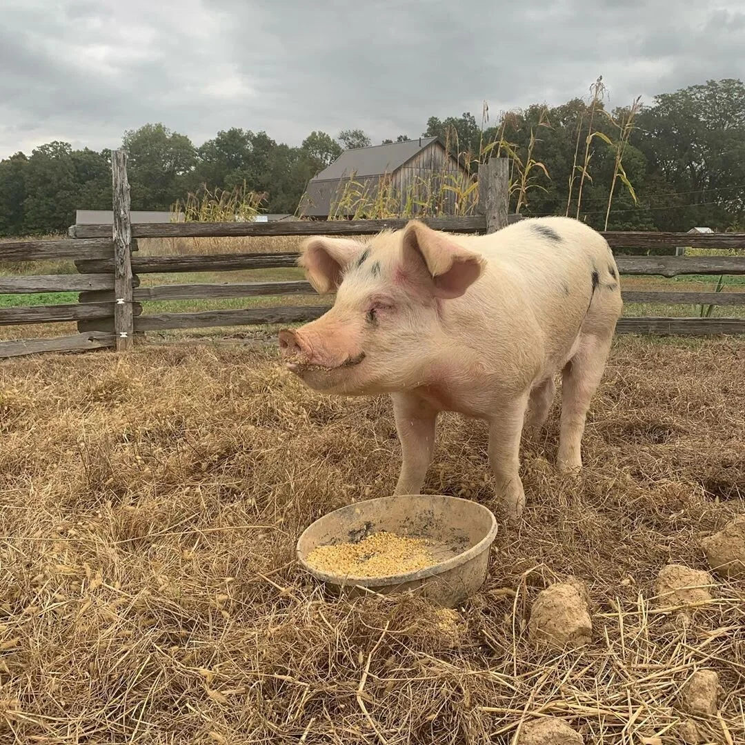 Our Pigs — Illinois Country Harvest