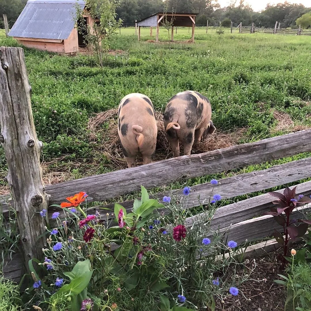 Our Pigs — Illinois Country Harvest