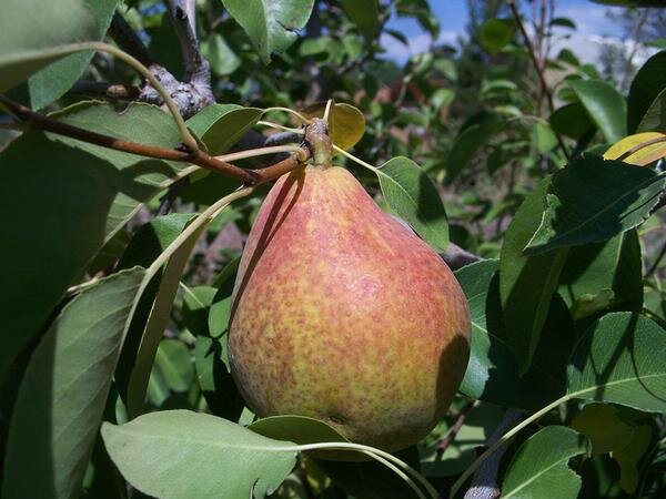 Winter Abundance Gathering — Anderson Valley Foodshed