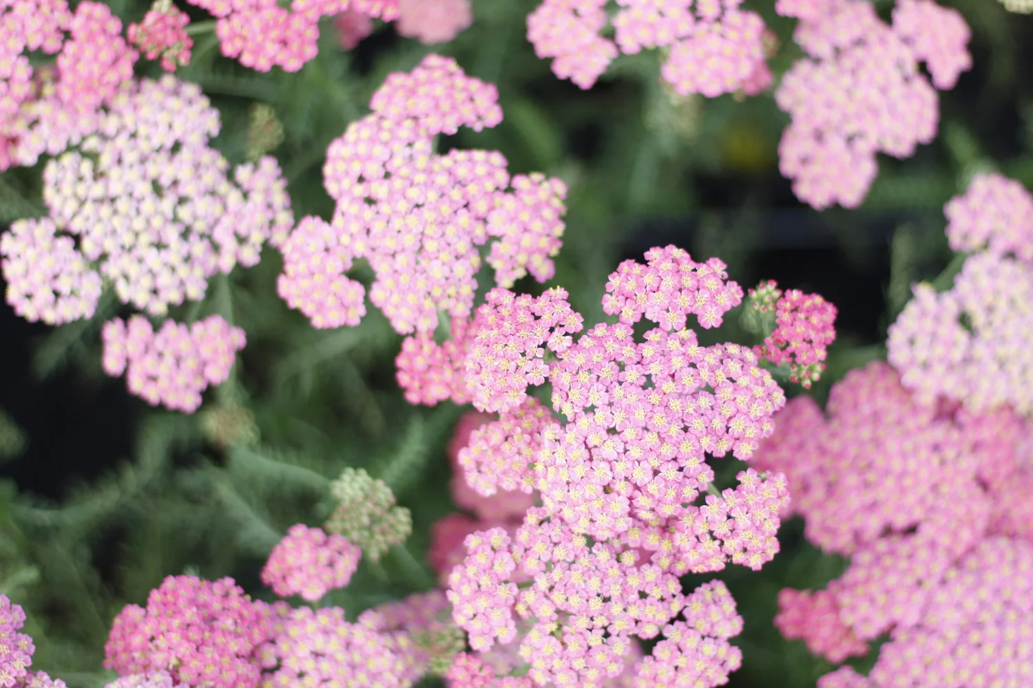 Products — Mountain Spring Nursery, LLC