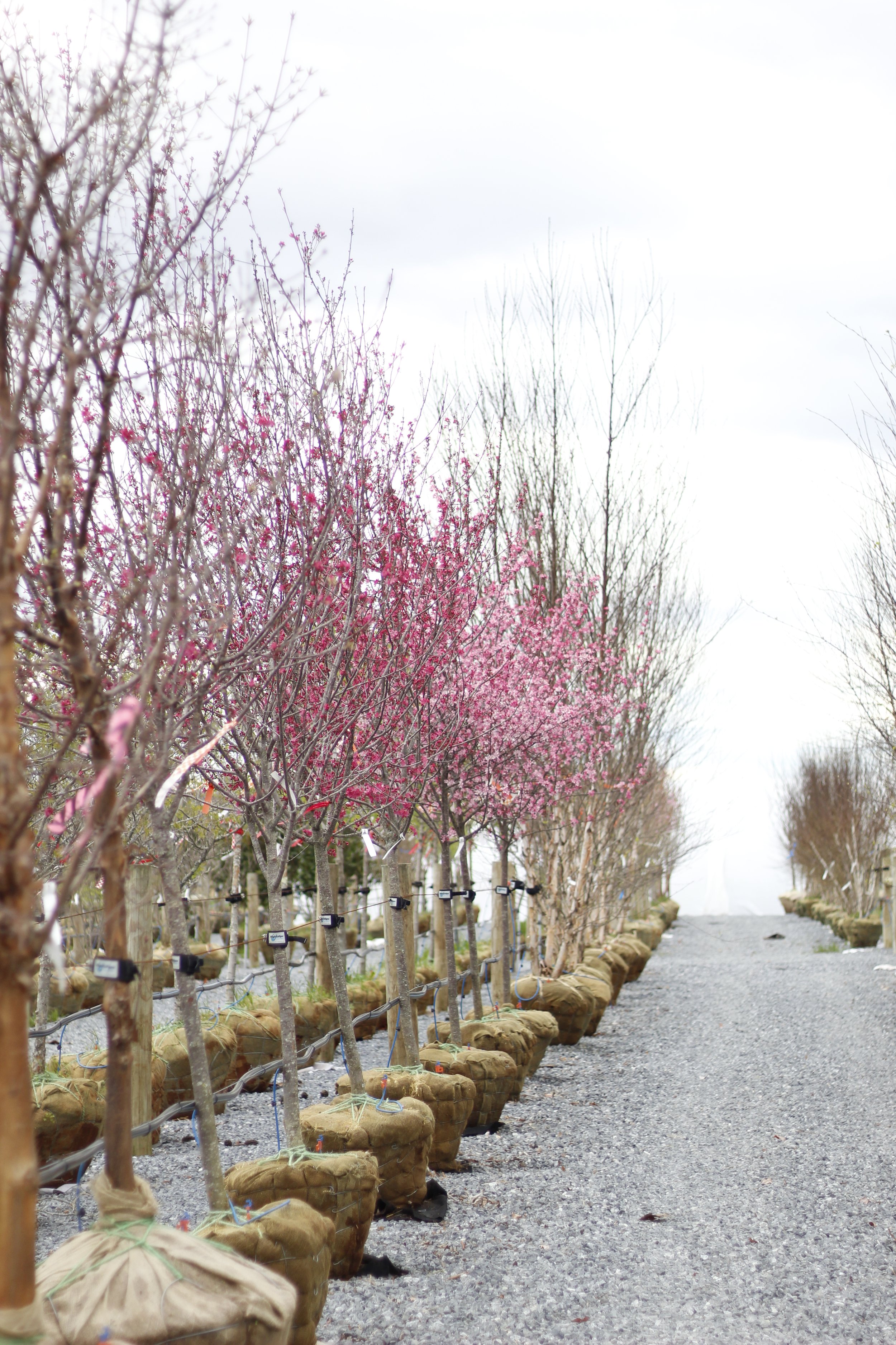 Mountain Spring Nursery, LLC