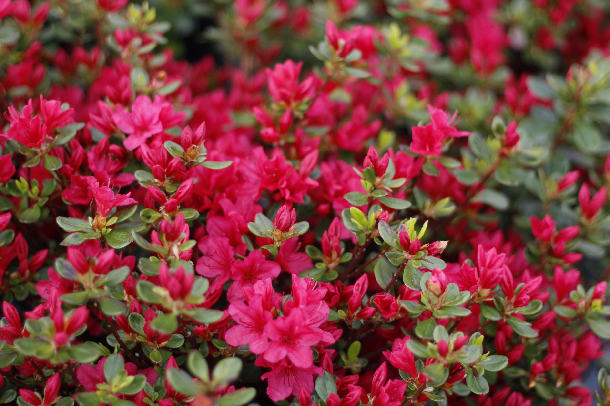 Mountain Spring Nursery, LLC