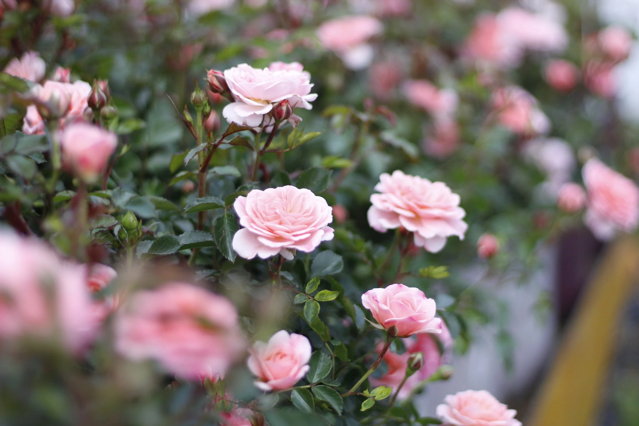 Mountain Spring Nursery, LLC