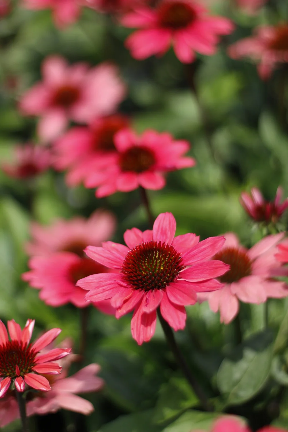 Mountain Spring Nursery, LLC