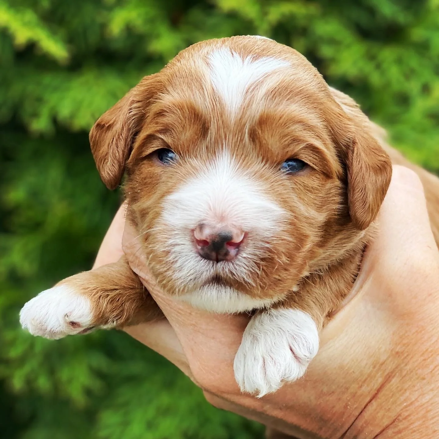 Coulee’s JellyBean x Cream Puff’s Molesley 🐶 — Coulee Labradoodles