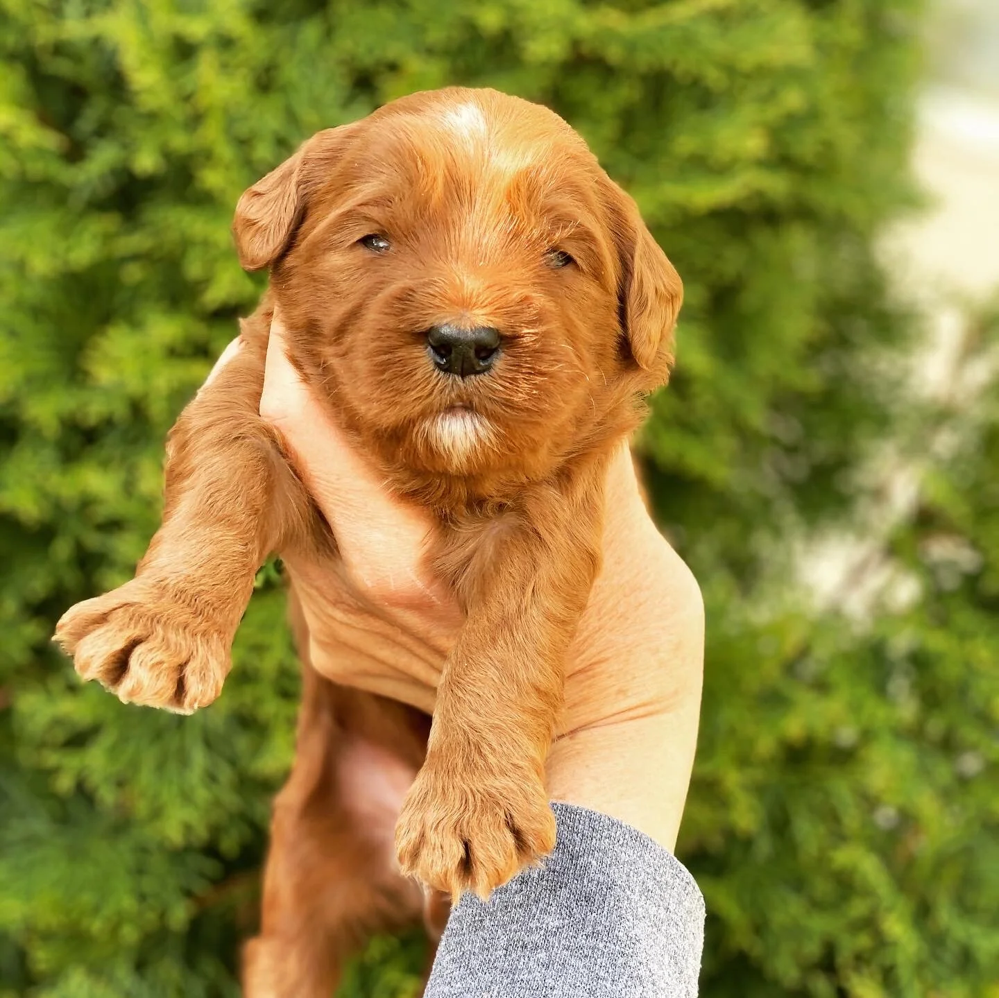 Coulee’s JellyBean x Cream Puff’s Molesley — Coulee Labradoodles