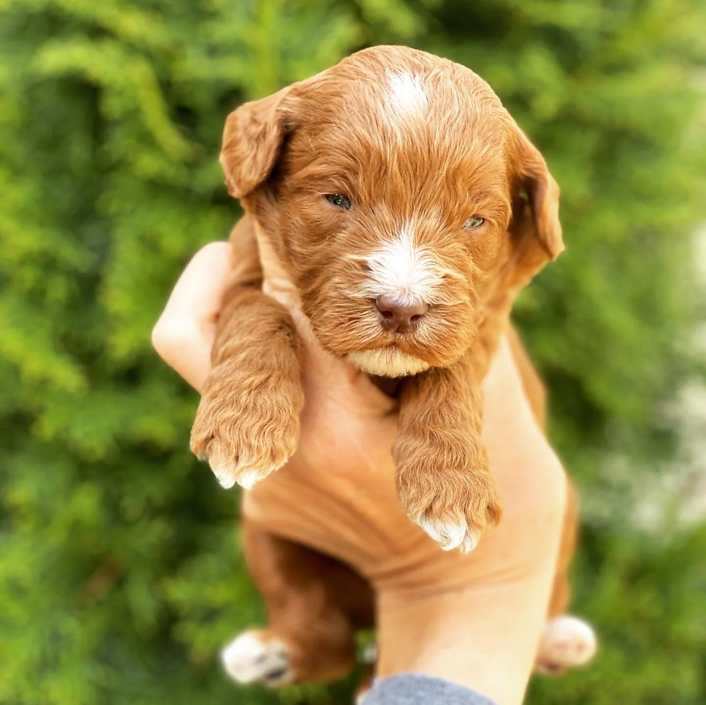 Coulee’s JellyBean x Cream Puff’s Molesley — Coulee Labradoodles