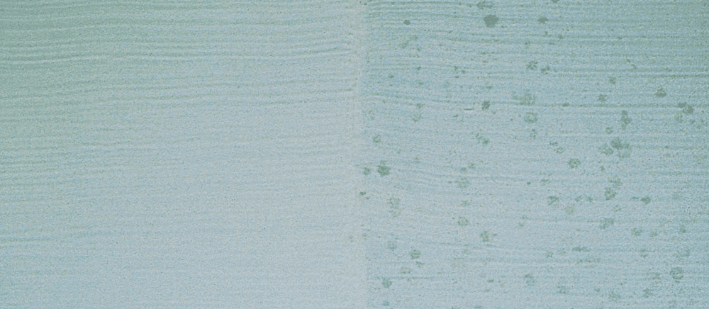 How Do I Prevent Mildew & Mold Buildup On My Paint? | Forrest Paint