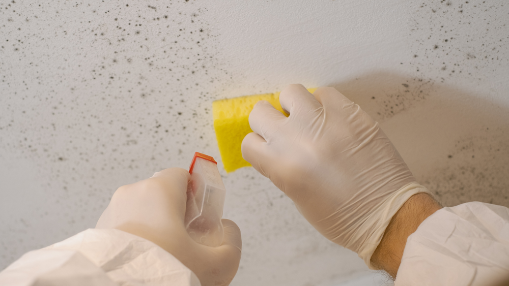 A Guide to Mold Resistant Paint for Homeowners | Forrest Paint
