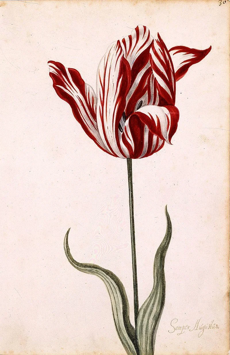 How Did Tulips Get to the Heritage Garden? By Lena Wegner — SBGS