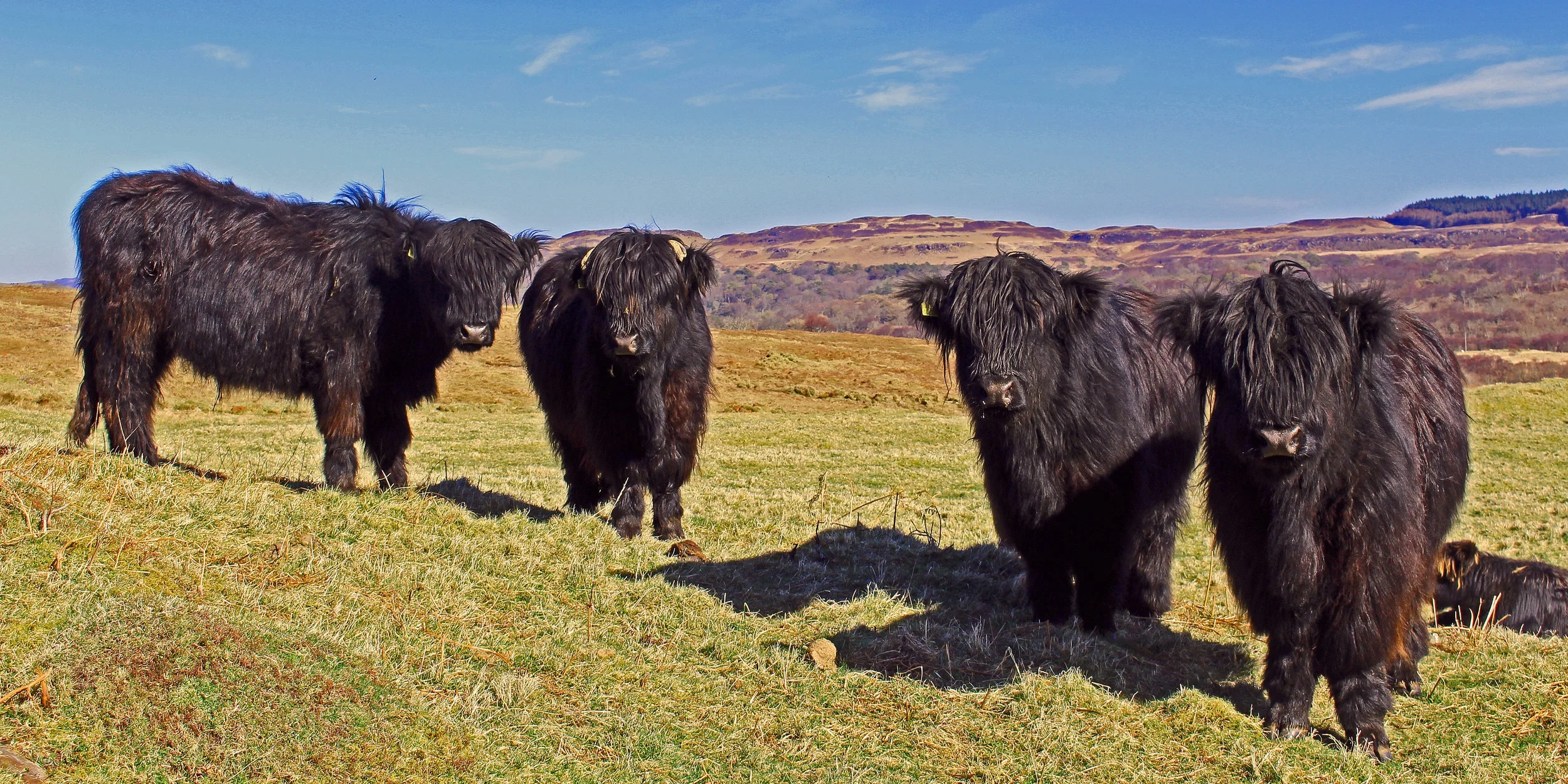 Opening hours — Am birlinn