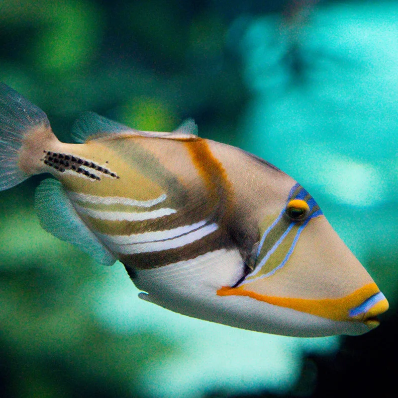 New Life Spectrum®: Fish Food