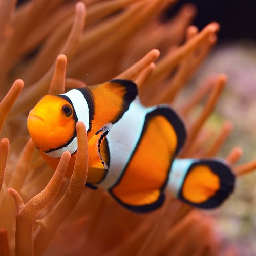 New Life Spectrum®: Fish Food