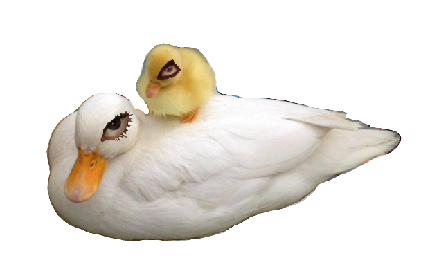 photography — duck eyes