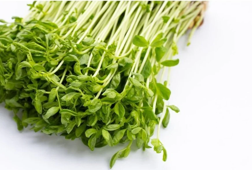 Pea Shoots — Who Cooks For You Farm