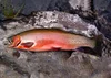 EcoAnalysts — Field sampling, consulting & laboratory services.