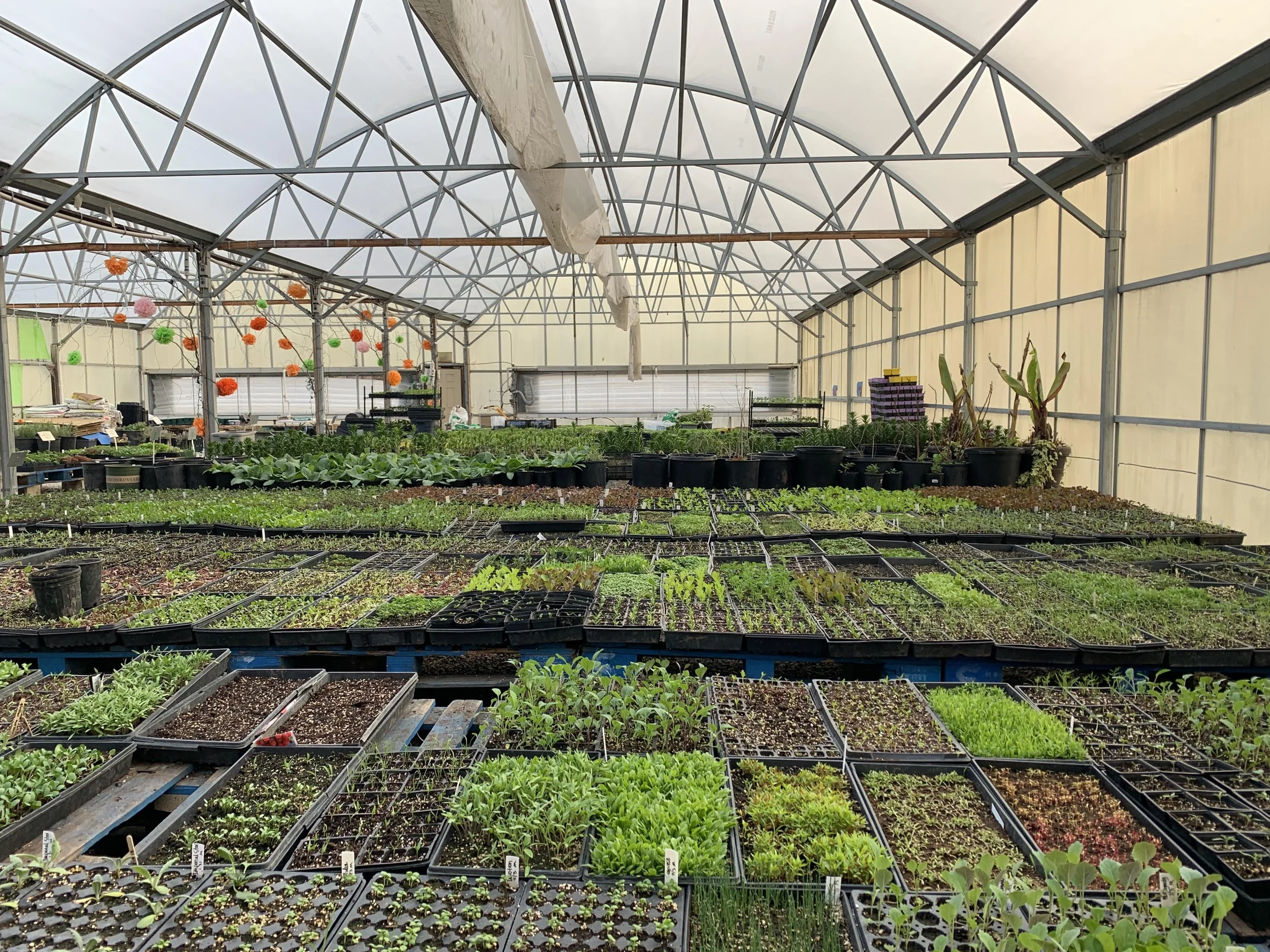 Plant Sales — KC Farm School at Gibbs Road