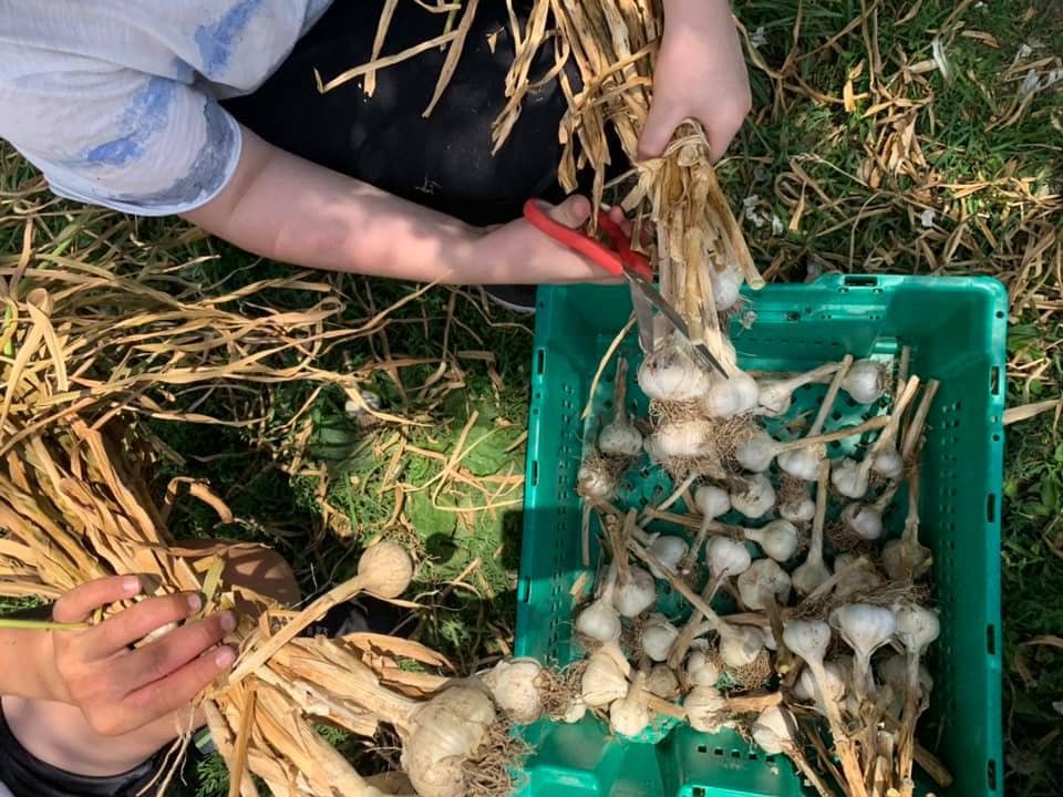 Jr. Growers — KC Farm School at Gibbs Road