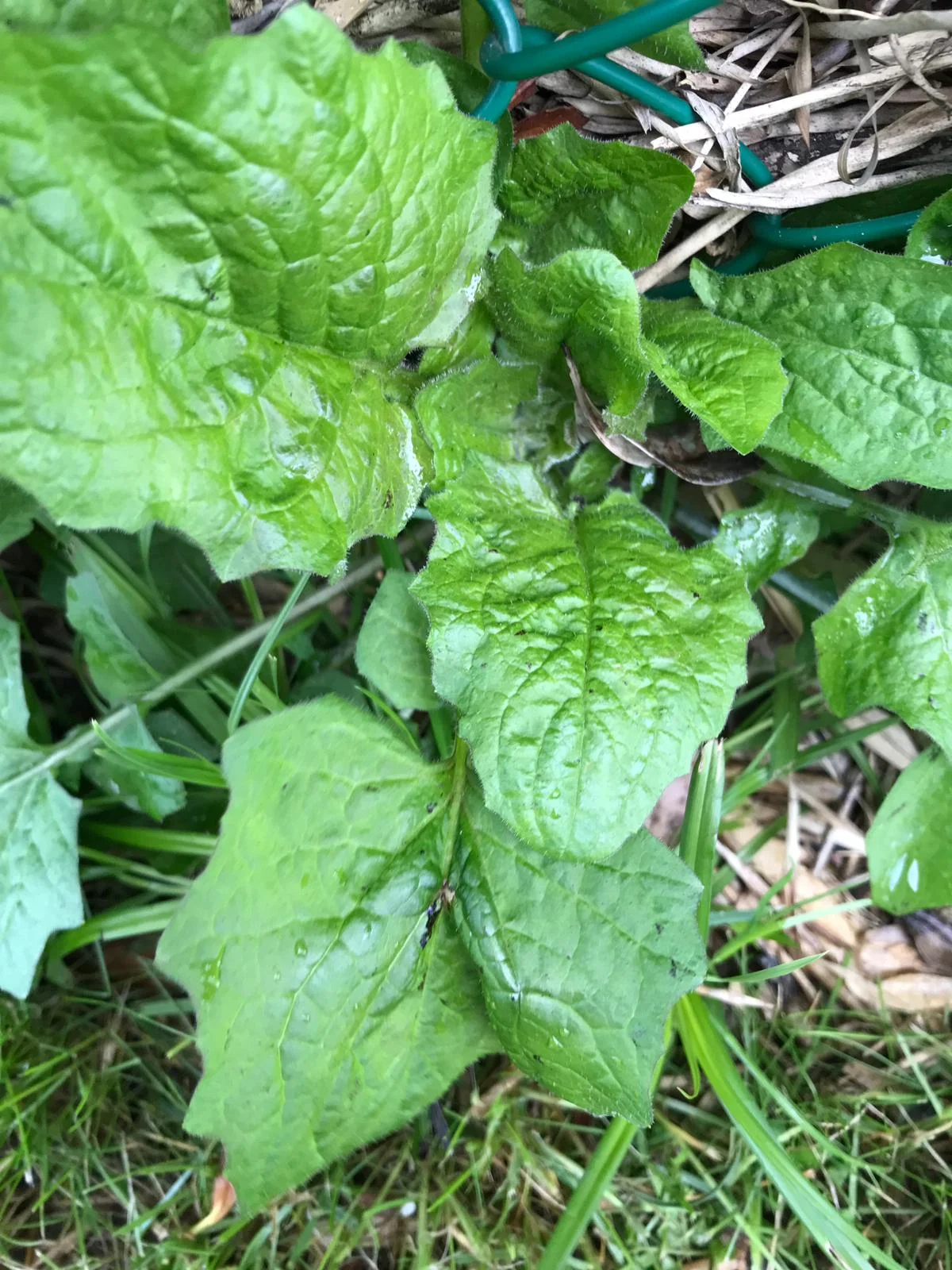 Blog — Kruidenkast