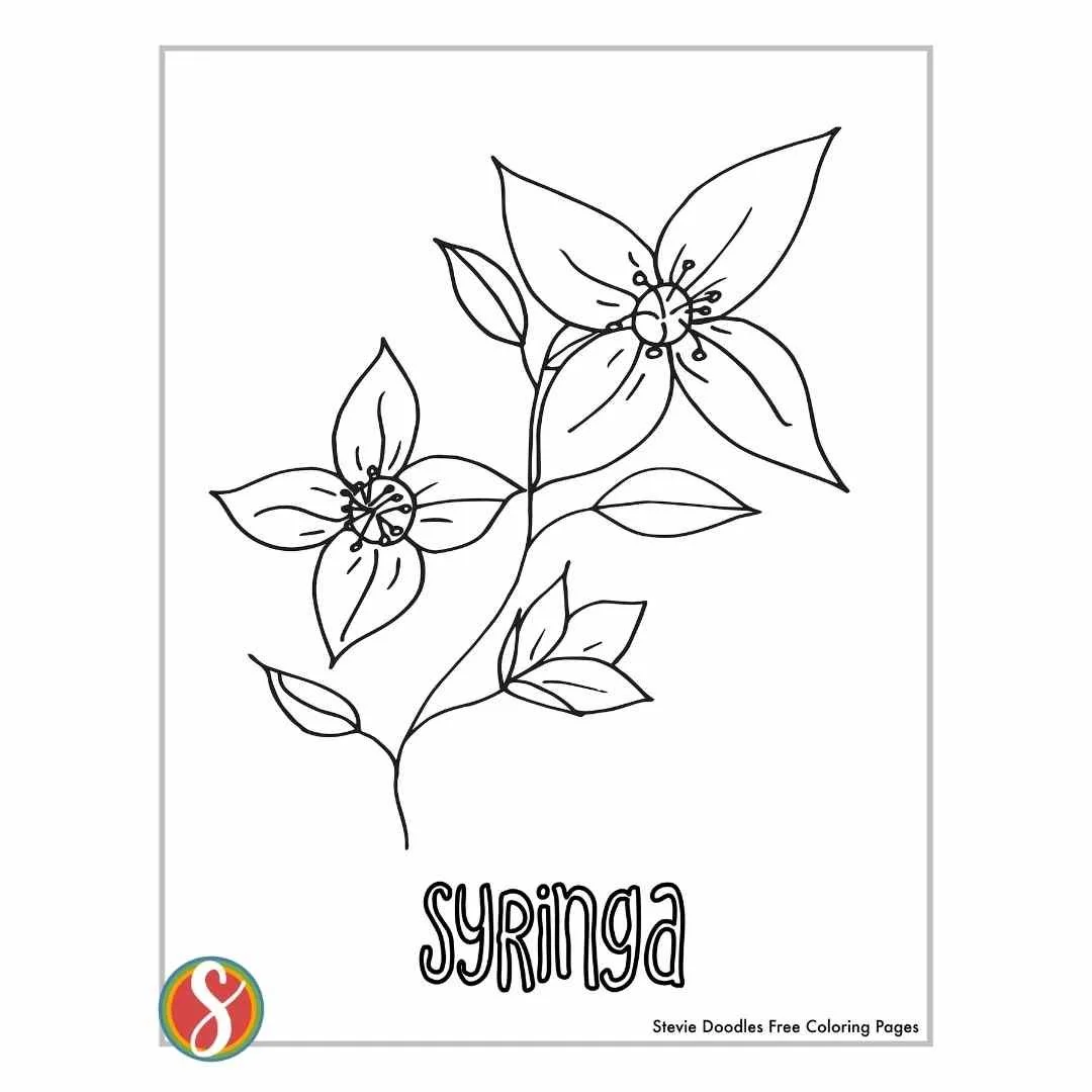 Free Syringa Coloring Pages — Stevie Doodles