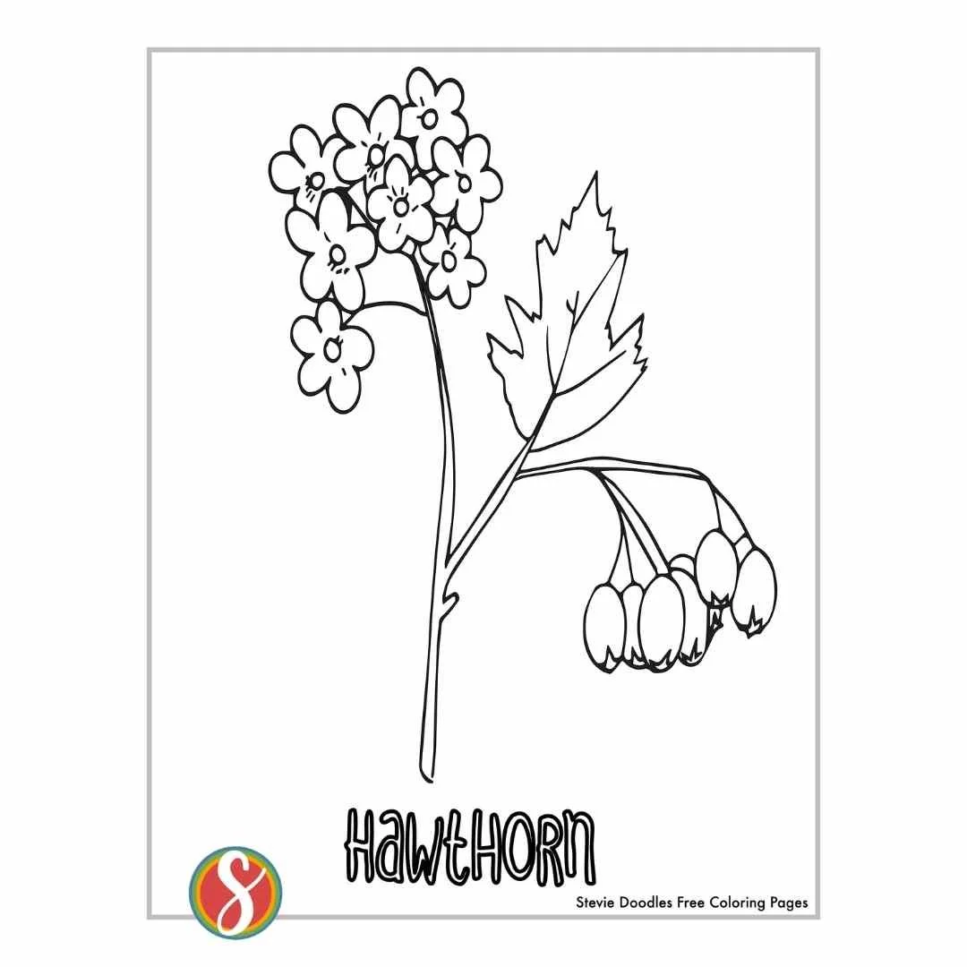 Free Hawthorn Coloring Pages — Stevie Doodles