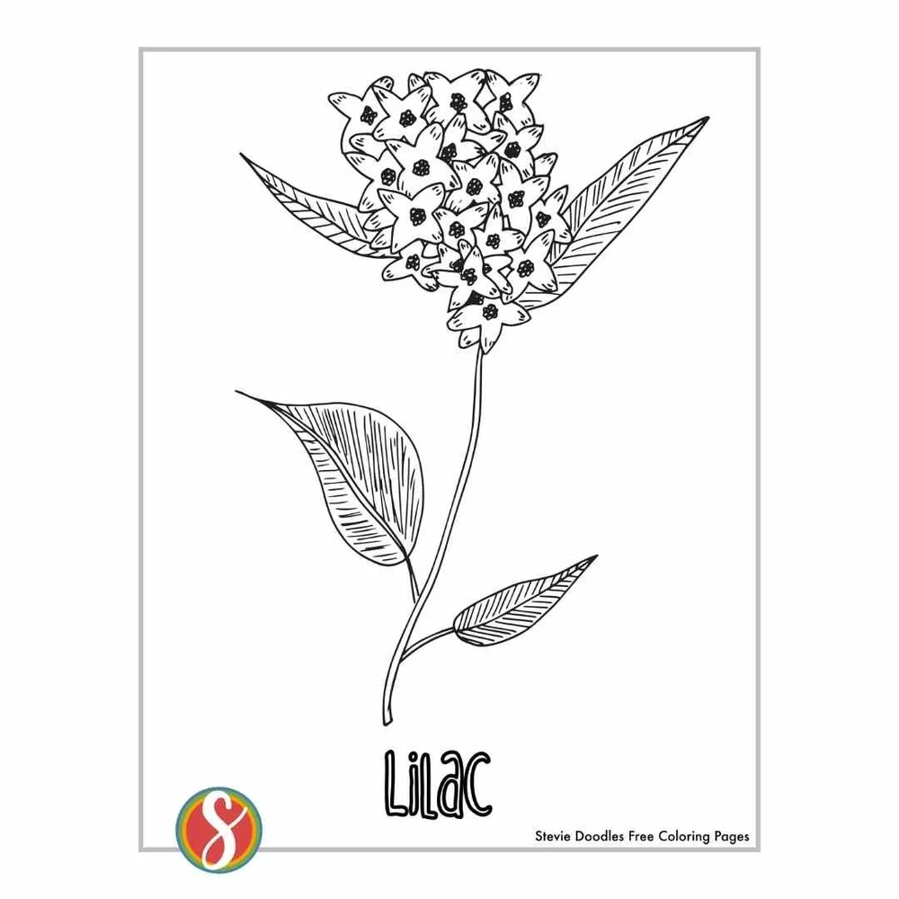 Free Lilac Coloring Pages — Stevie Doodles