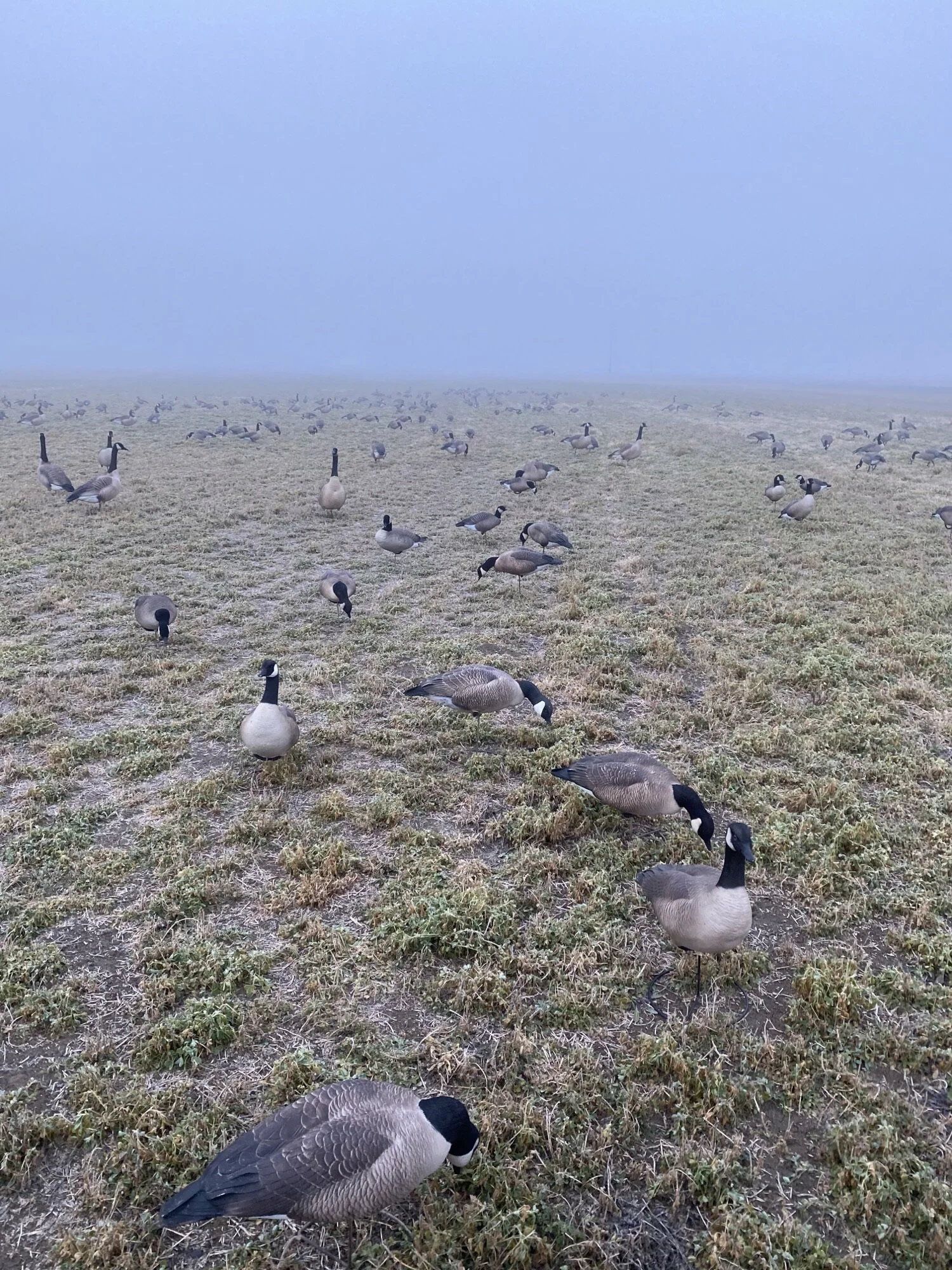 2020-2021 — Northflight Waterfowl