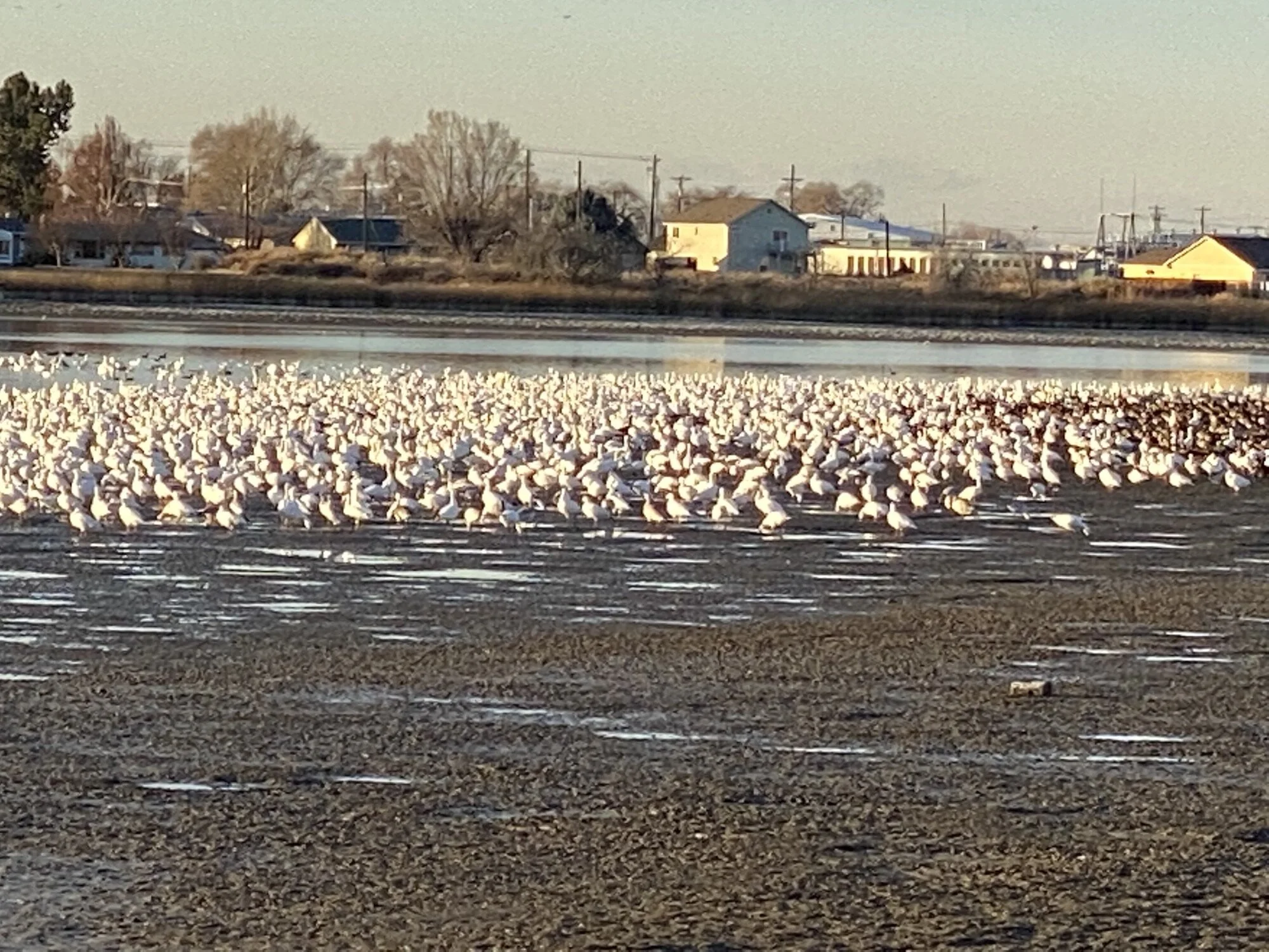 2020-2021 — Northflight Waterfowl