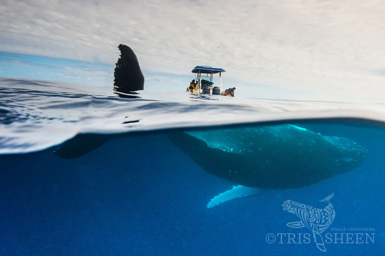Swim with Whales - Whale Discoveries