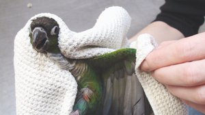 Emergency Care for Birds — AVIAN & EXOTIC ANIMAL CLINIC