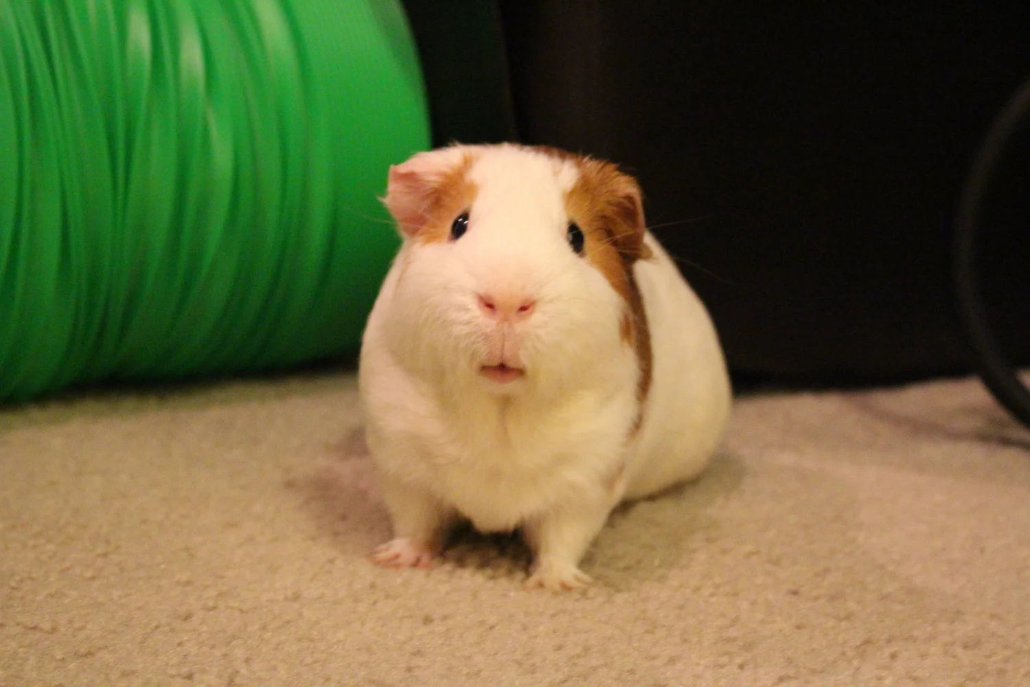 Exotic Small Pets