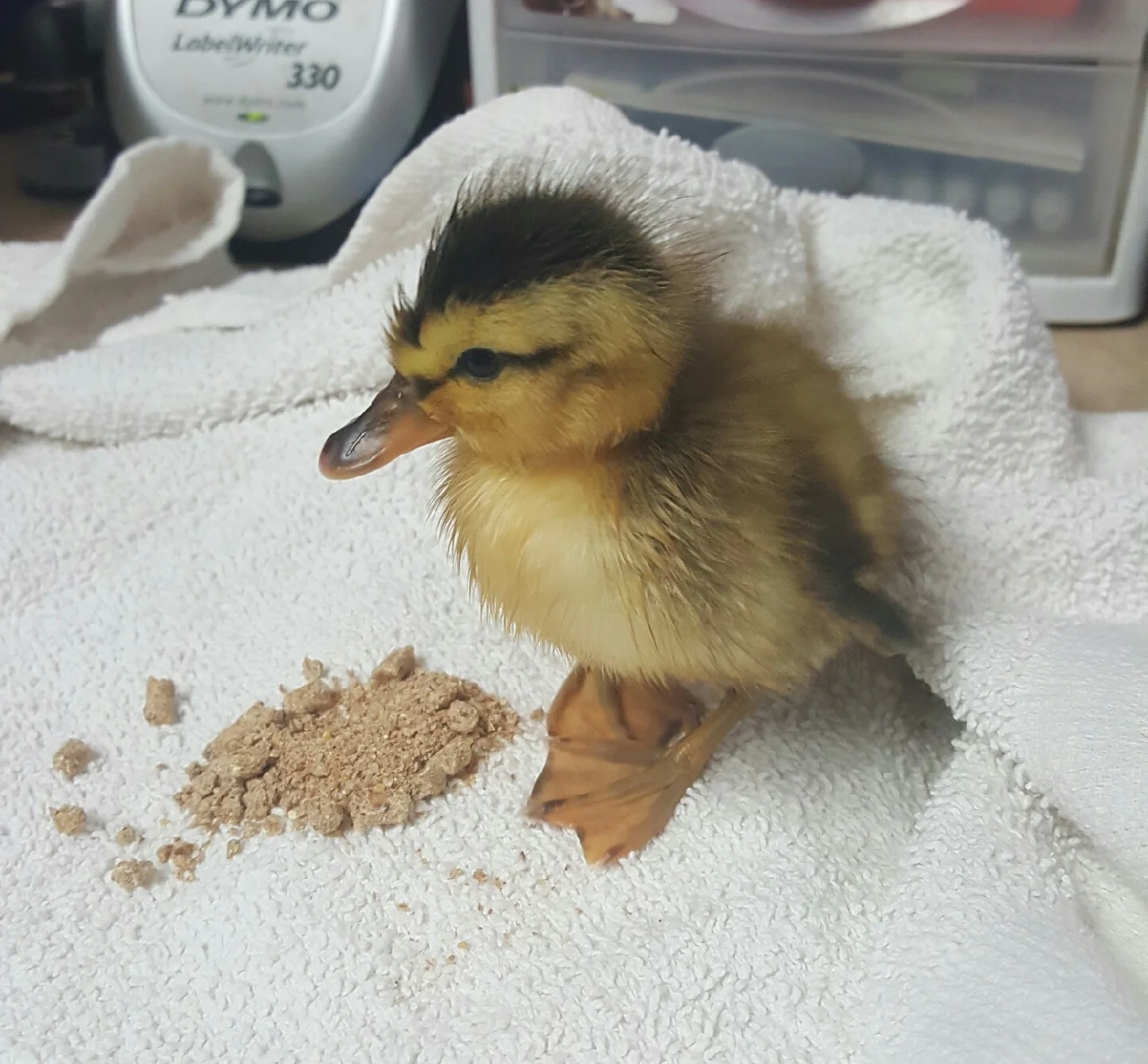 About Us — AVIAN & EXOTIC ANIMAL CLINIC