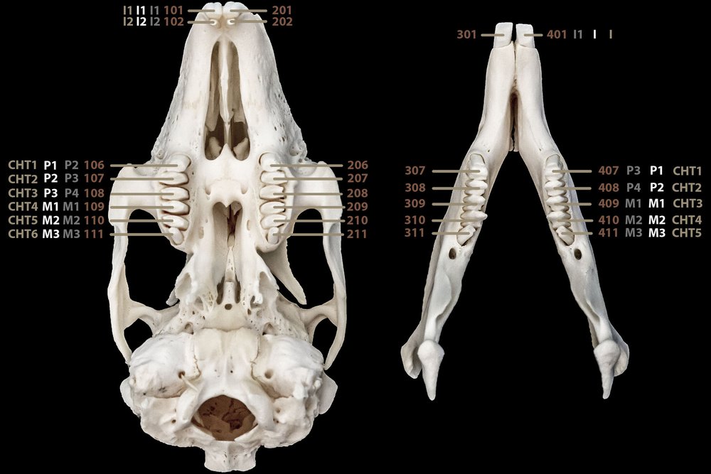 Dentition Poster — AVIAN & EXOTIC ANIMAL CLINIC