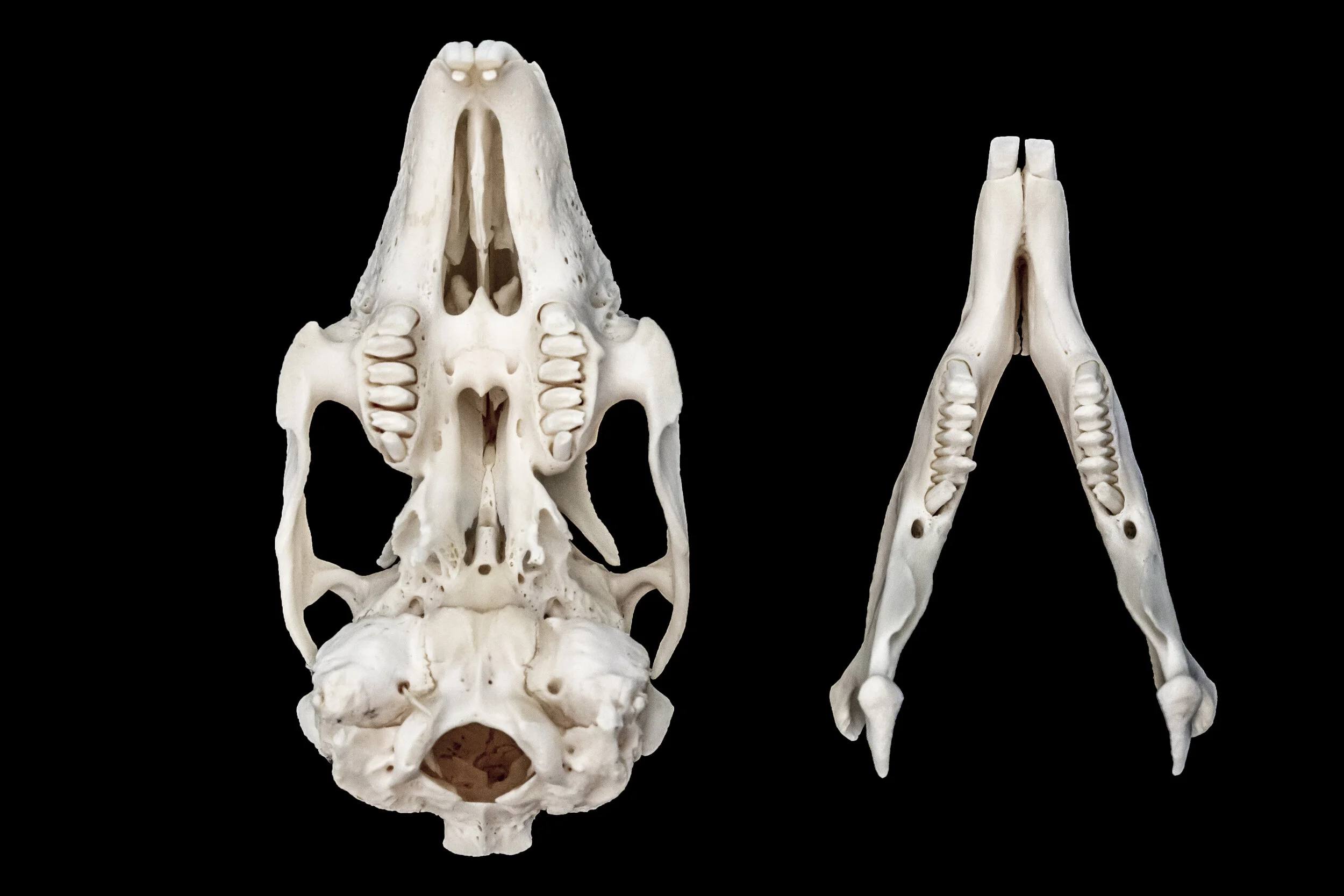 Whose Skull Is This? (And why do we have skulls?) — AVIAN & EXOTIC ...