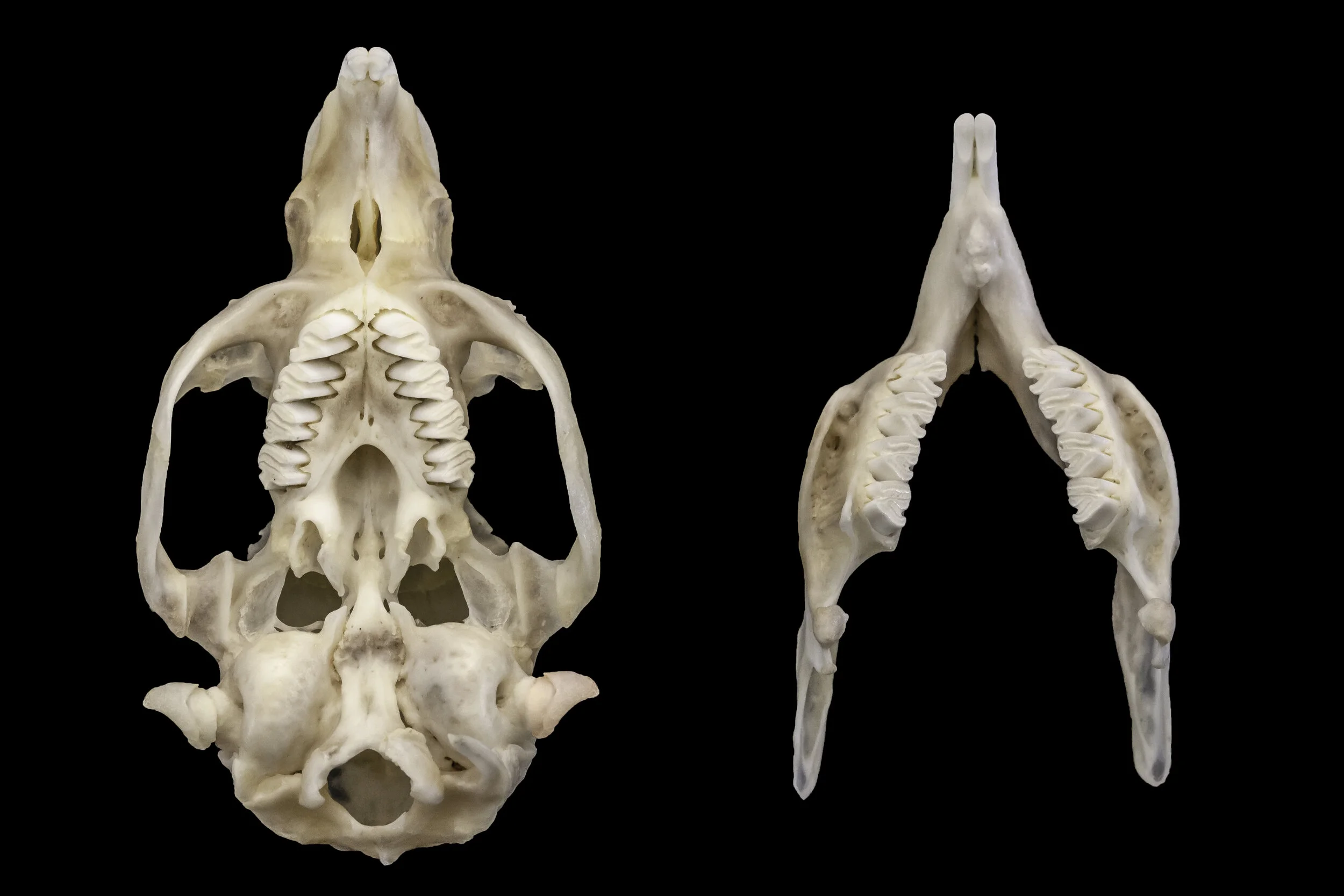 Whose Skull Is This? (And why do we have skulls?) — AVIAN & EXOTIC ...