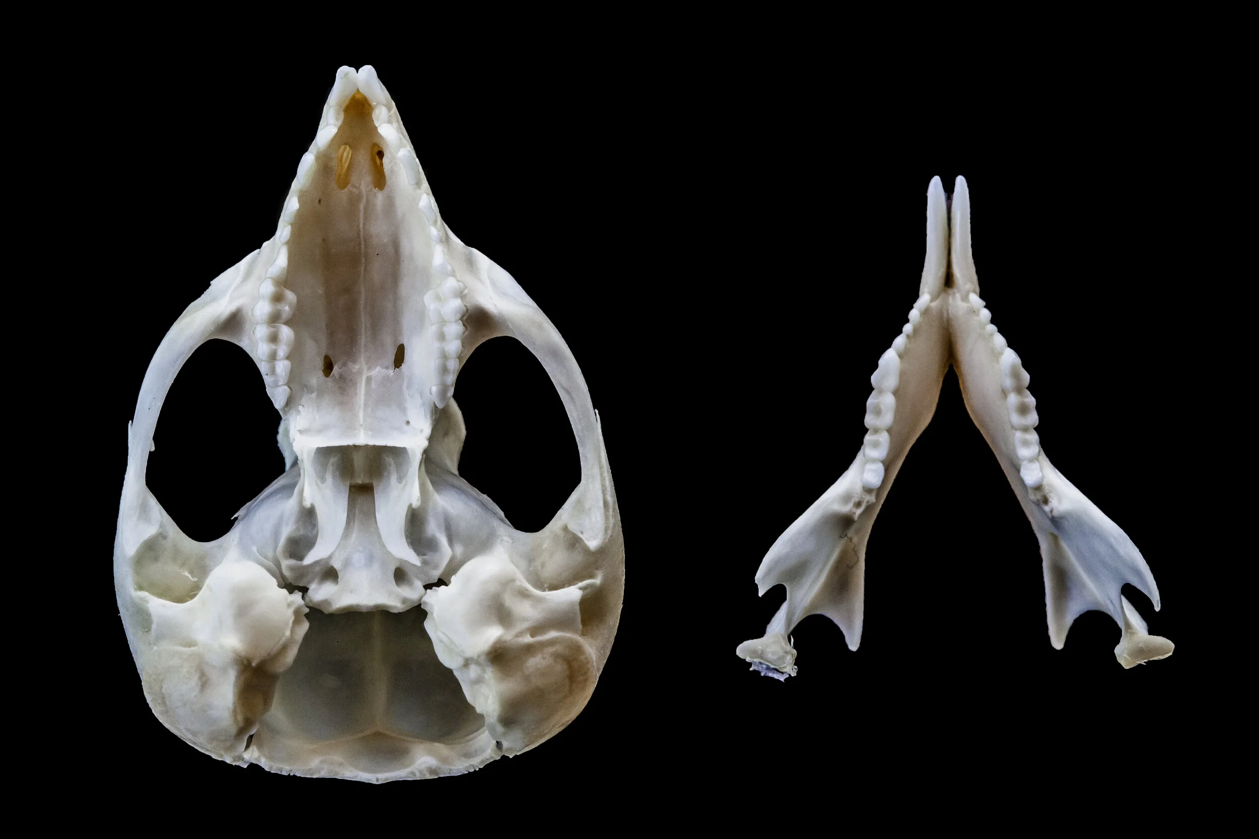 Whose Skull Is This? (And why do we have skulls?) — AVIAN & EXOTIC ...