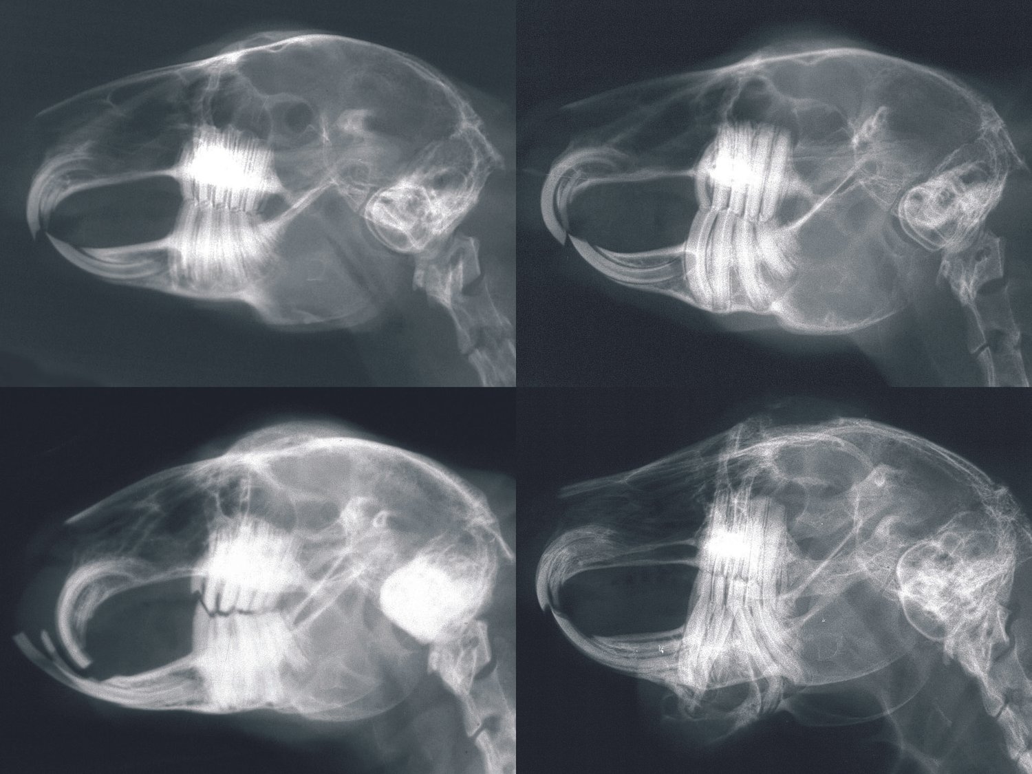 Why do some rabbits get dental disease? — AVIAN & EXOTIC ANIMAL CLINIC