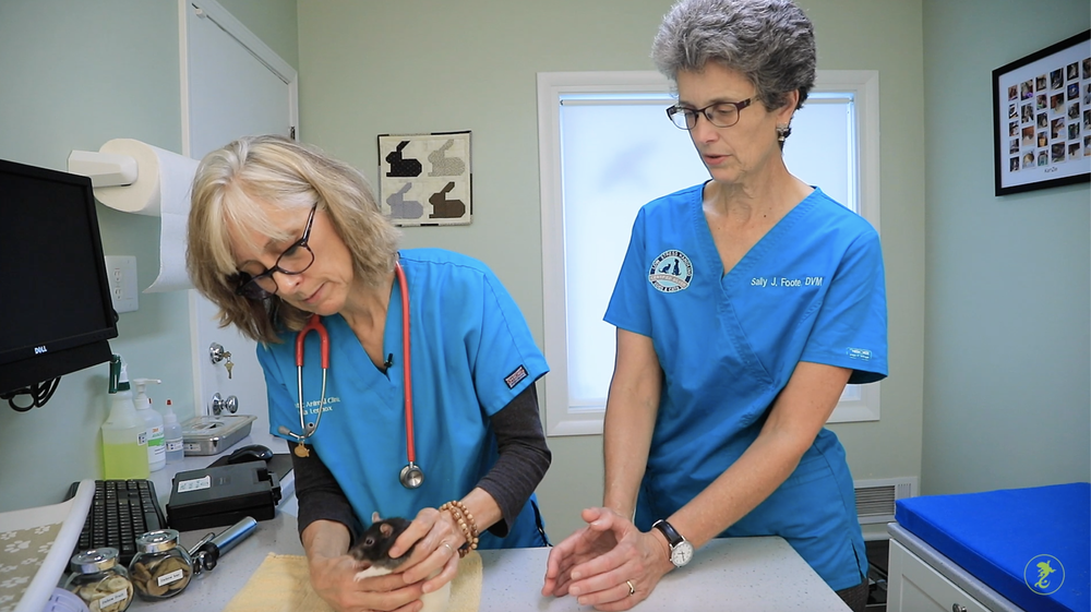 Low Stress Handling Course — AVIAN & EXOTIC ANIMAL CLINIC