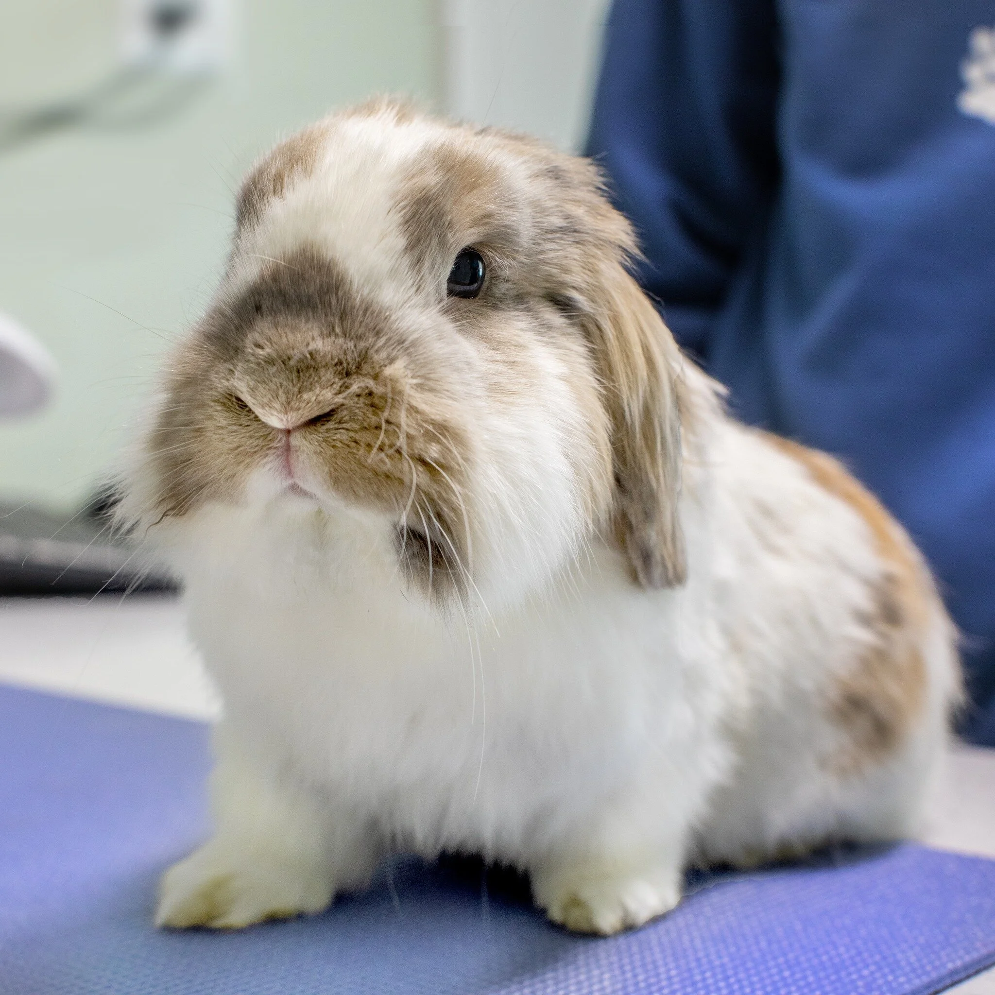 All galleries — AVIAN & EXOTIC ANIMAL CLINIC
