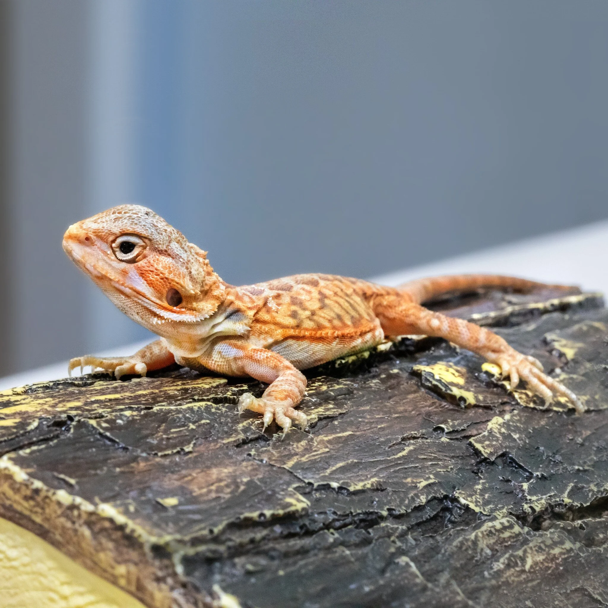 All galleries — AVIAN & EXOTIC ANIMAL CLINIC