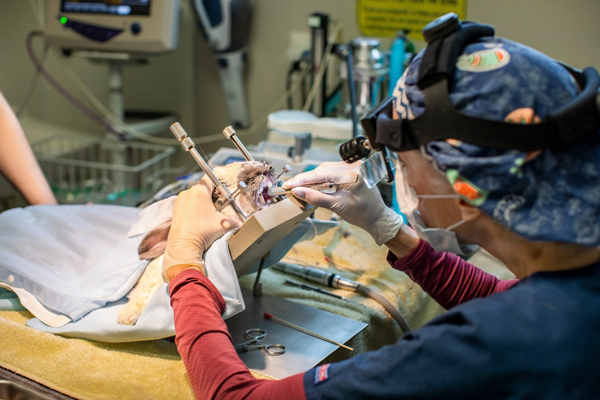 All galleries — AVIAN & EXOTIC ANIMAL CLINIC