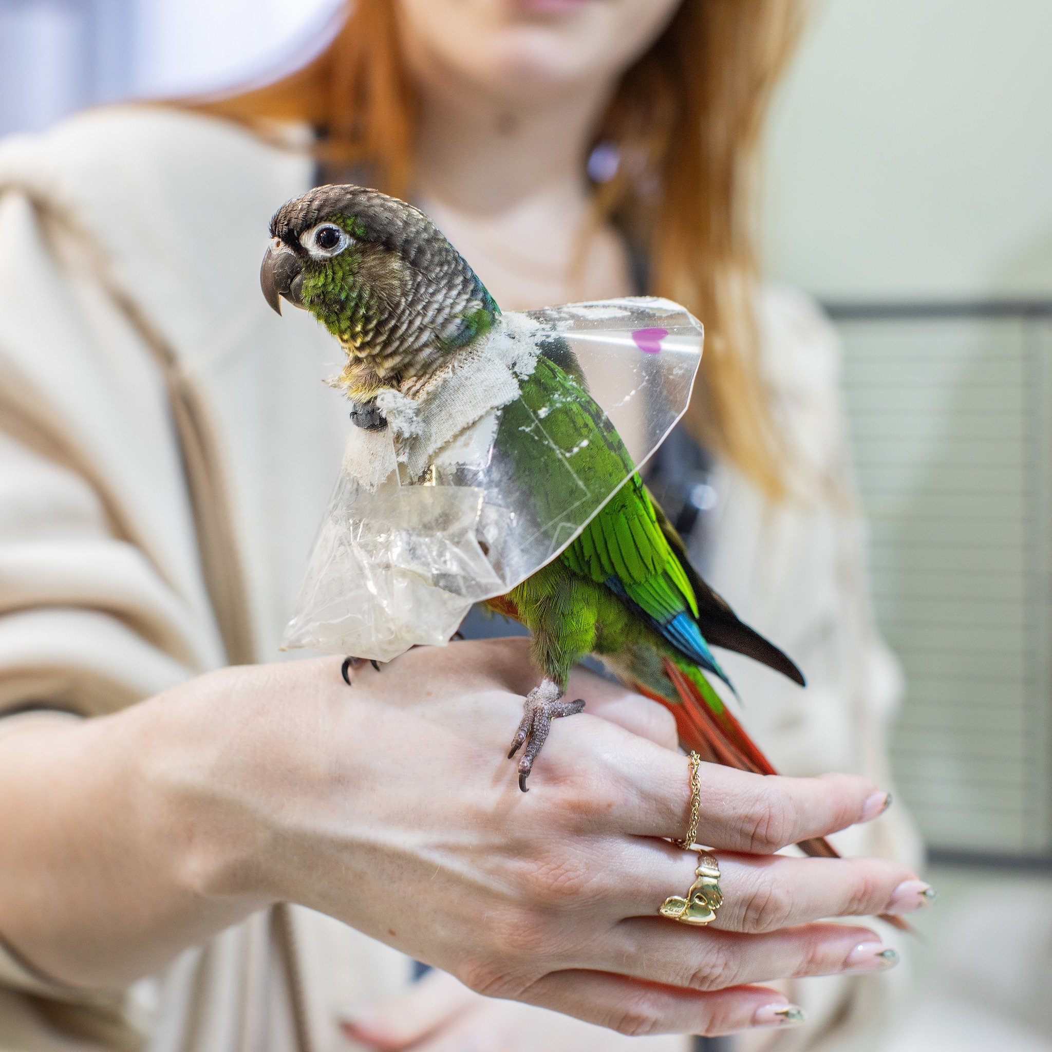 All galleries — AVIAN & EXOTIC ANIMAL CLINIC