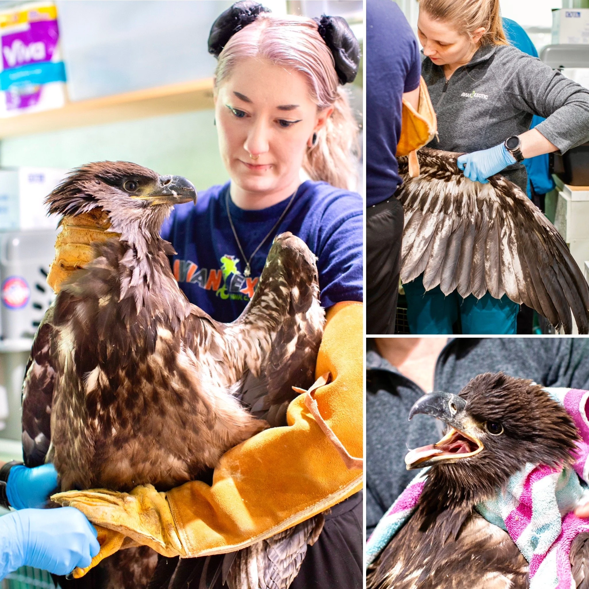 All galleries — AVIAN & EXOTIC ANIMAL CLINIC