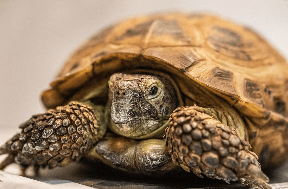 Care for Tortoises — AVIAN & EXOTIC ANIMAL CLINIC