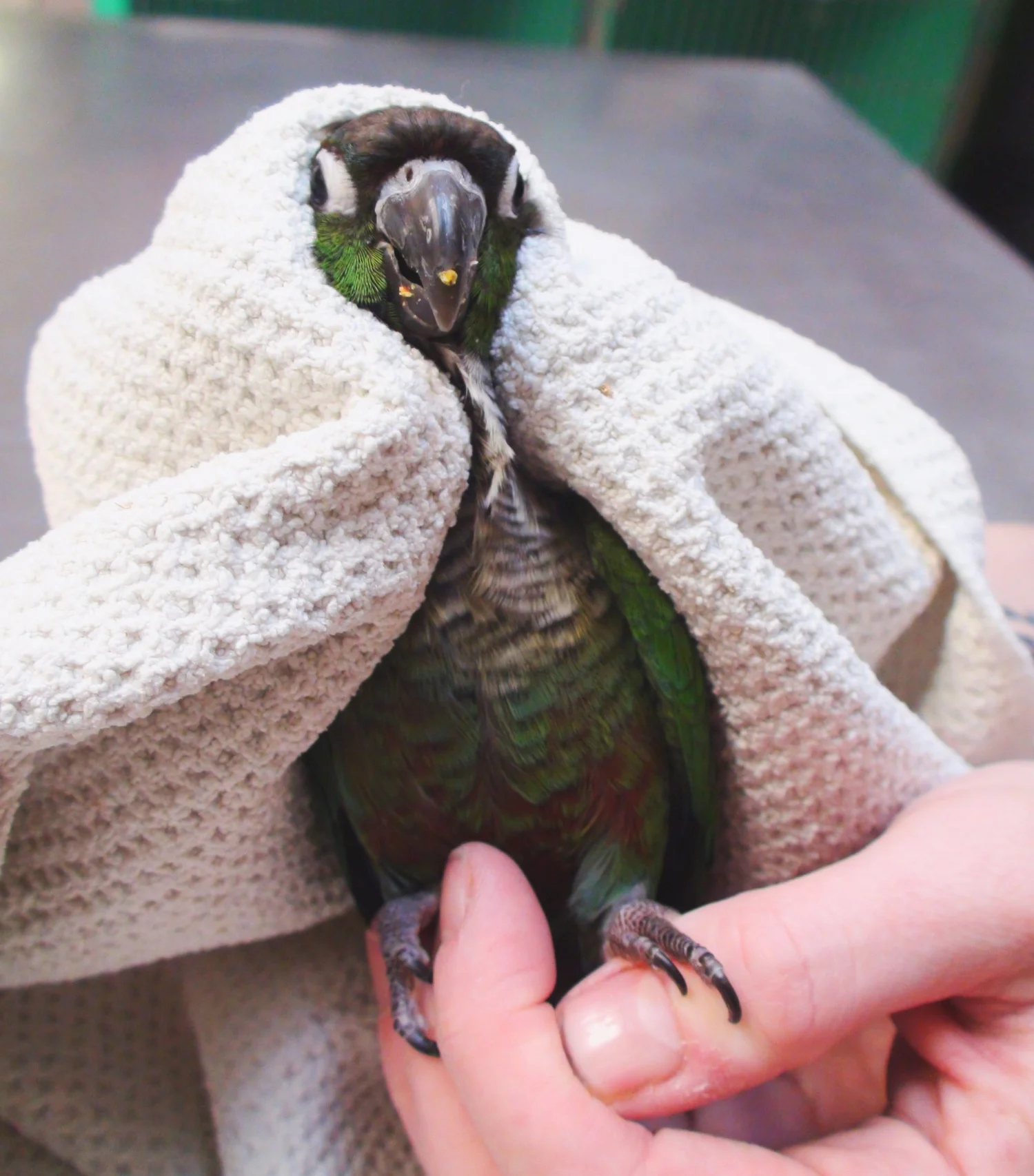Emergency Care for Birds — AVIAN & EXOTIC ANIMAL CLINIC