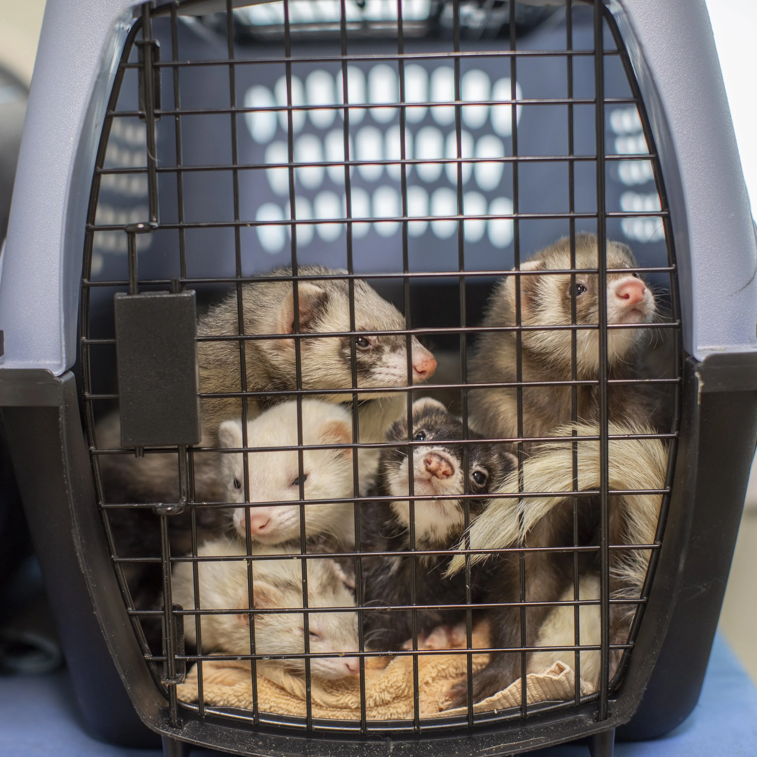 Care for Ferrets — AVIAN & EXOTIC ANIMAL CLINIC