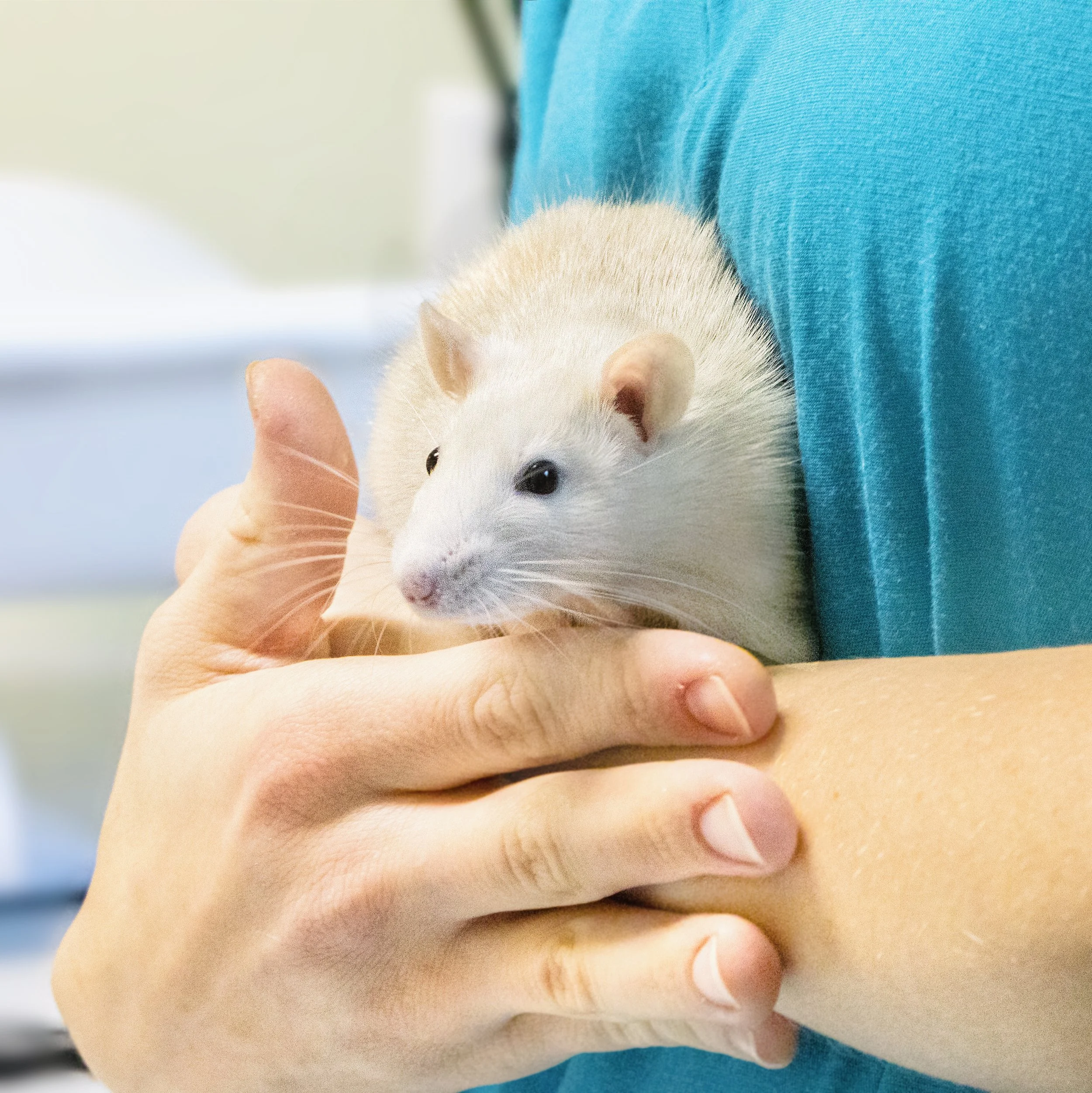 Care for Rats — AVIAN & EXOTIC ANIMAL CLINIC